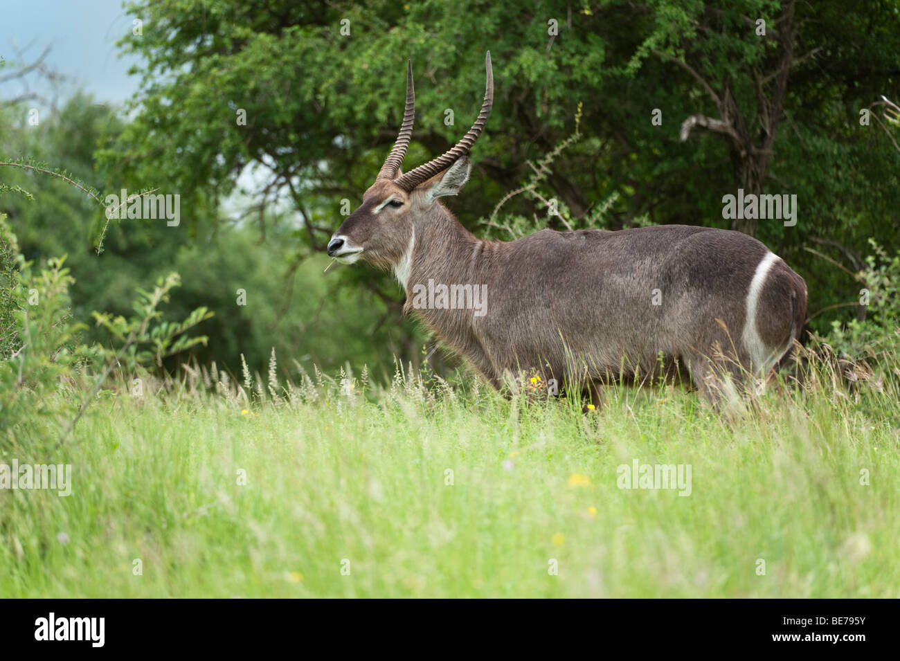 Common waterbuck calf hi-res stock photography and images - Alamy