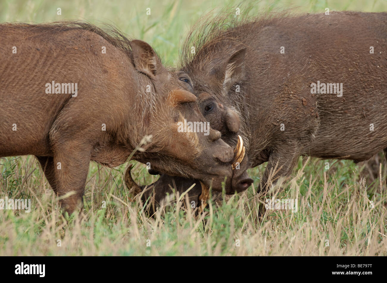 Warthogs fighting (Phacochoerus africanus), Kruger National Park, South ...