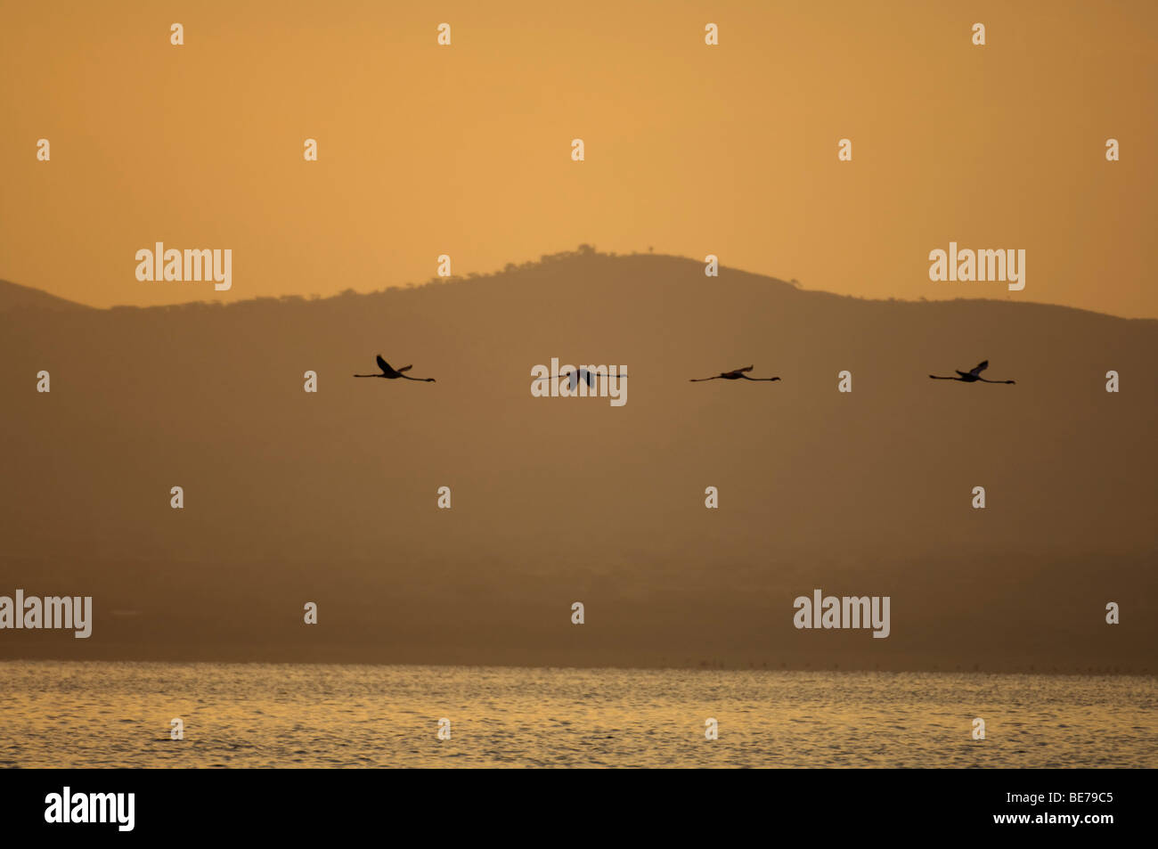Flamingos Flying At Night