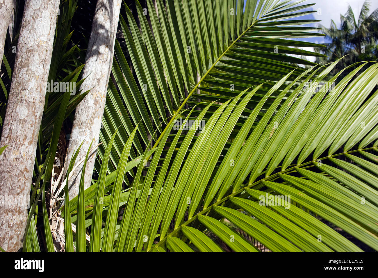 Palm tree branches make natural design Stock Photo - Alamy