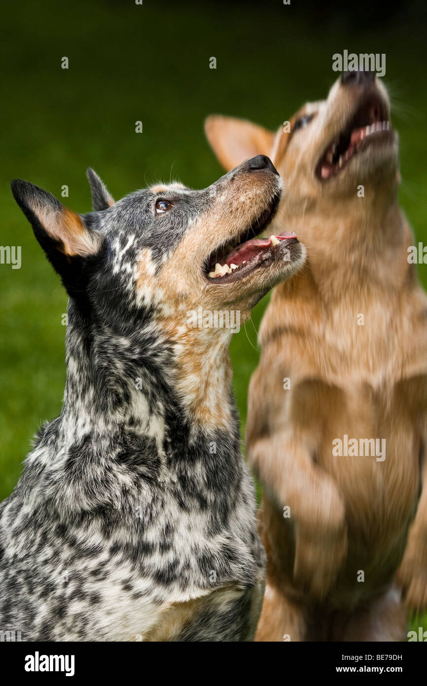 Australian Cattle Dogs, begging Stock Photo - Alamy