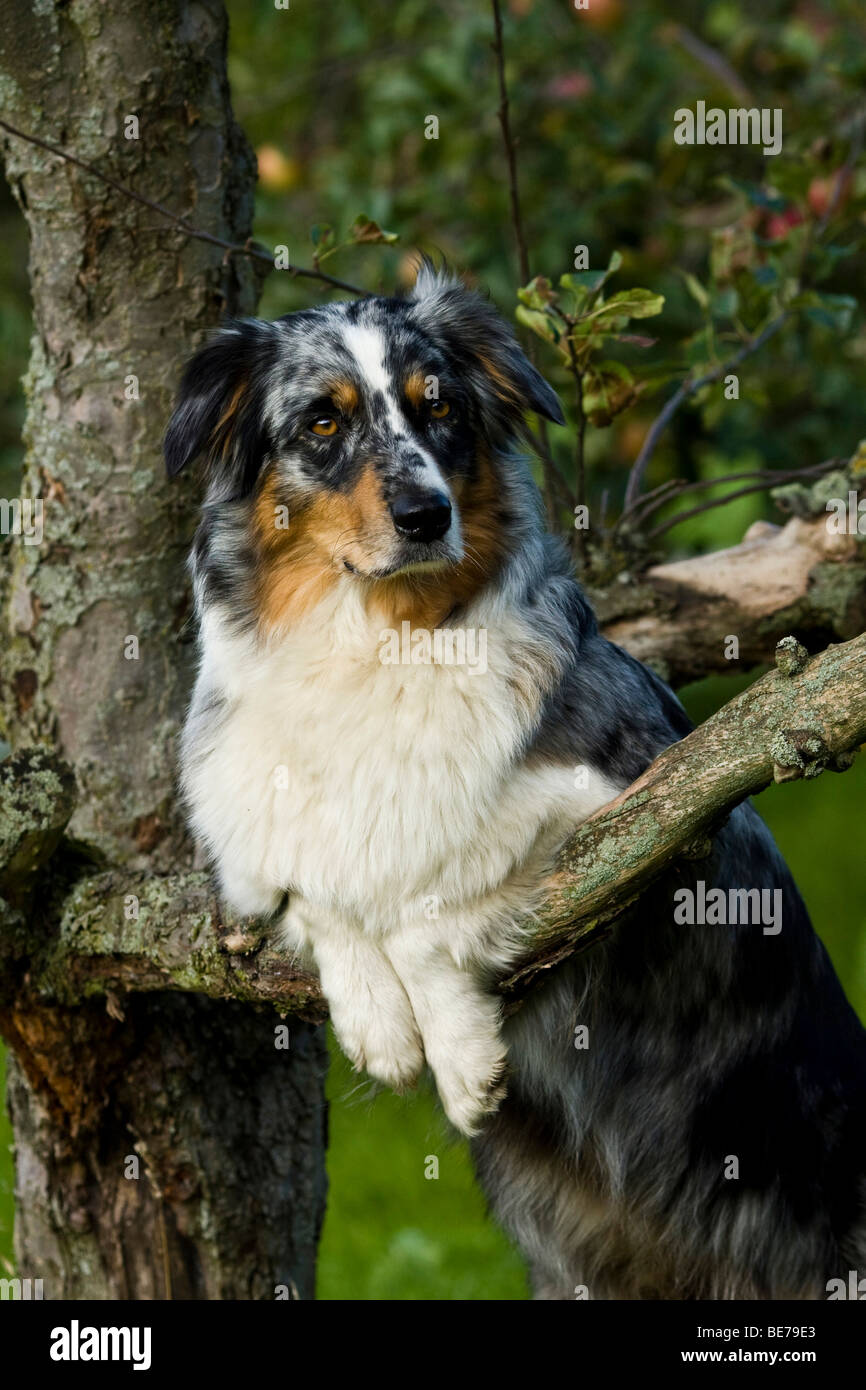 Australian Shepherd leaning against a tree Stock Photo - Alamy
