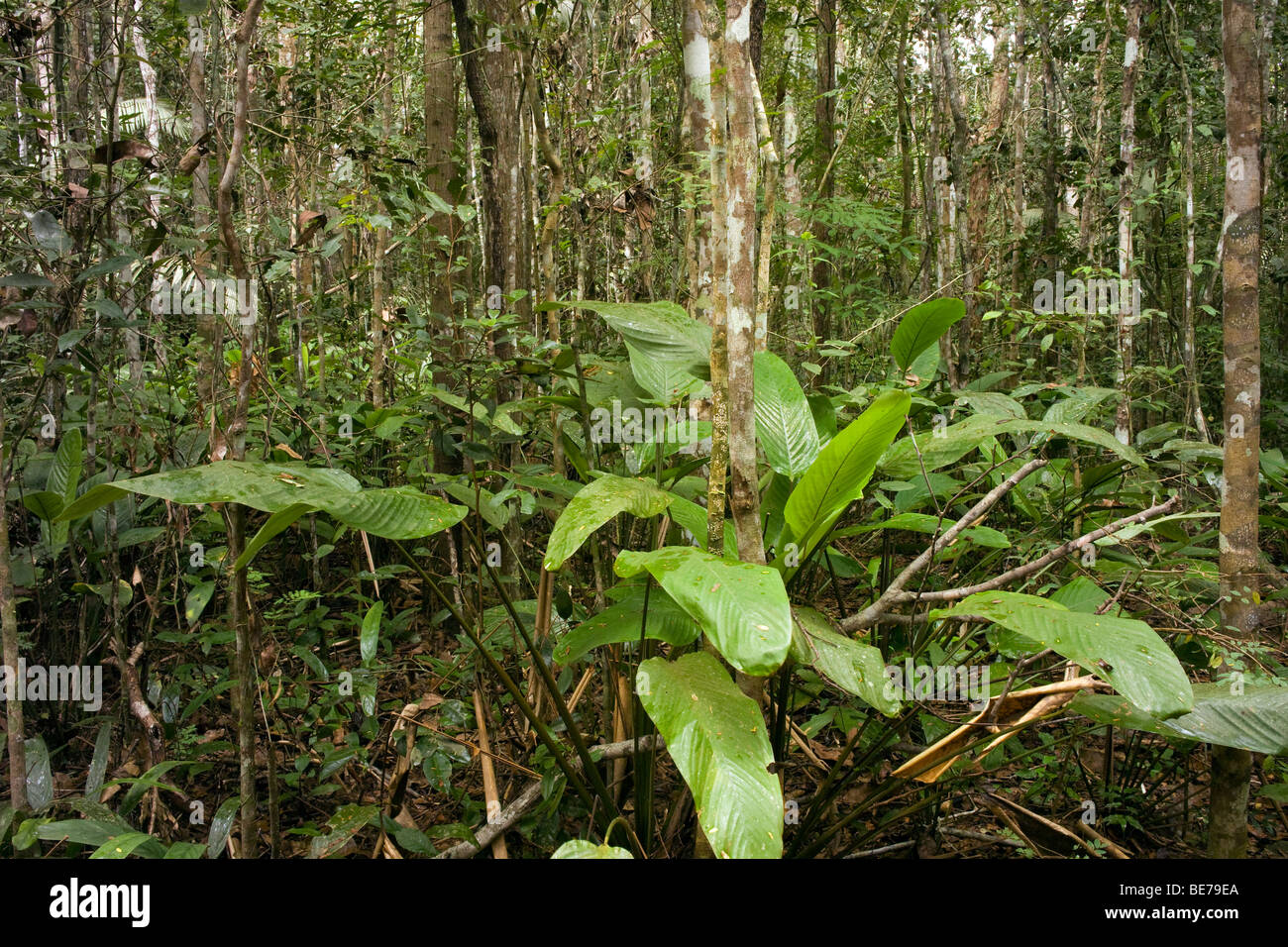 A tropical rainforest landscape Stock Photo - Alamy