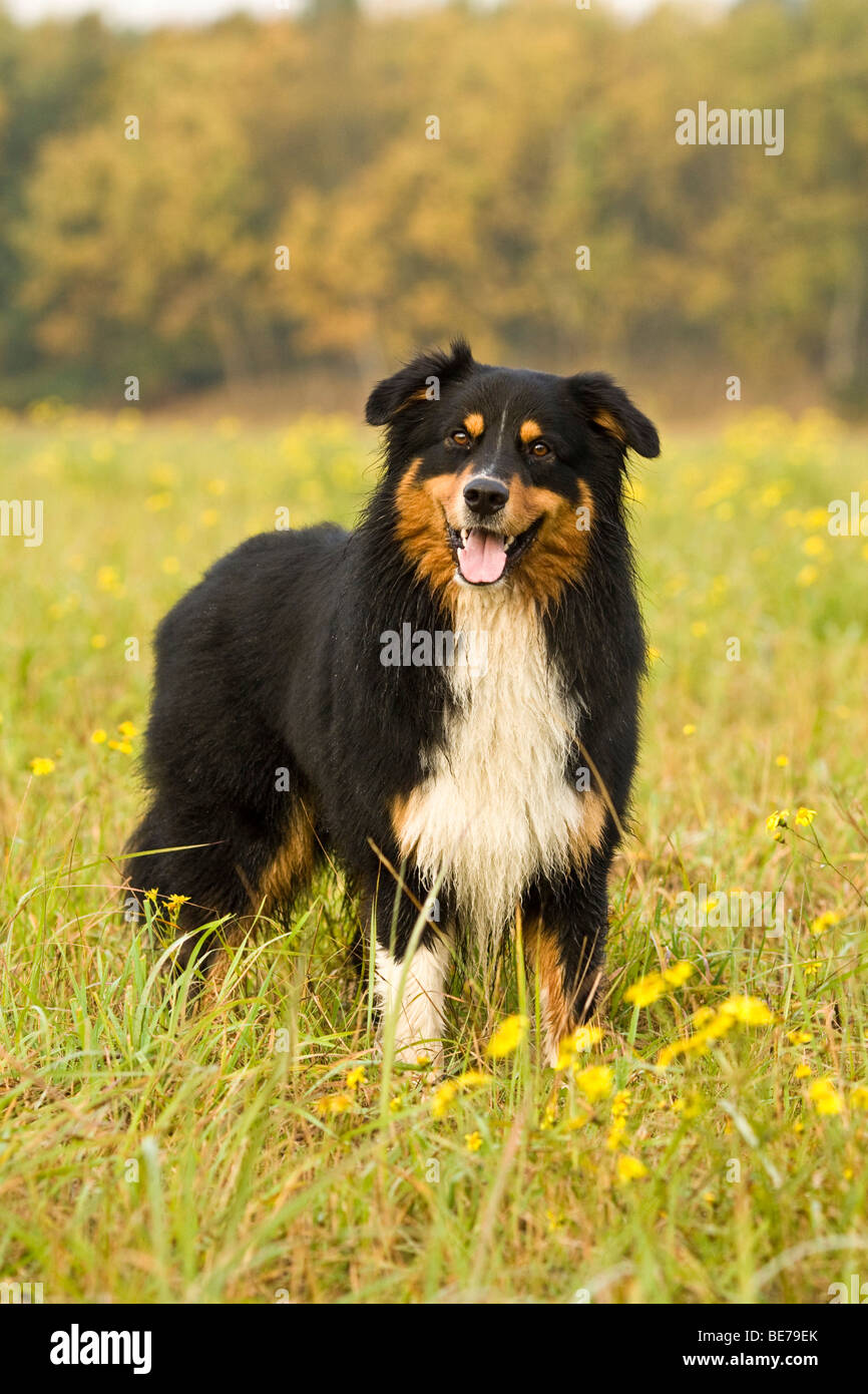 Australian Shepherd standing in a lawn Stock Photo - Alamy