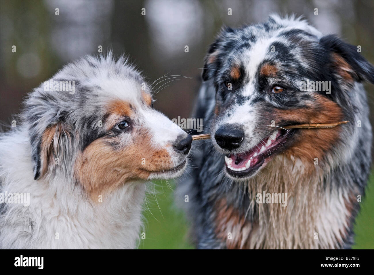 Two australian shepherds hi-res stock photography and images - Alamy