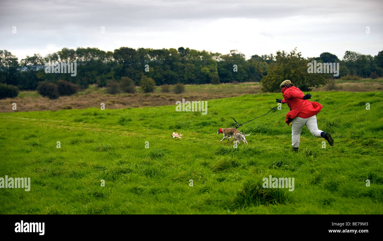 Whippet racing lure coursing High Resolution Stock Photography and ...