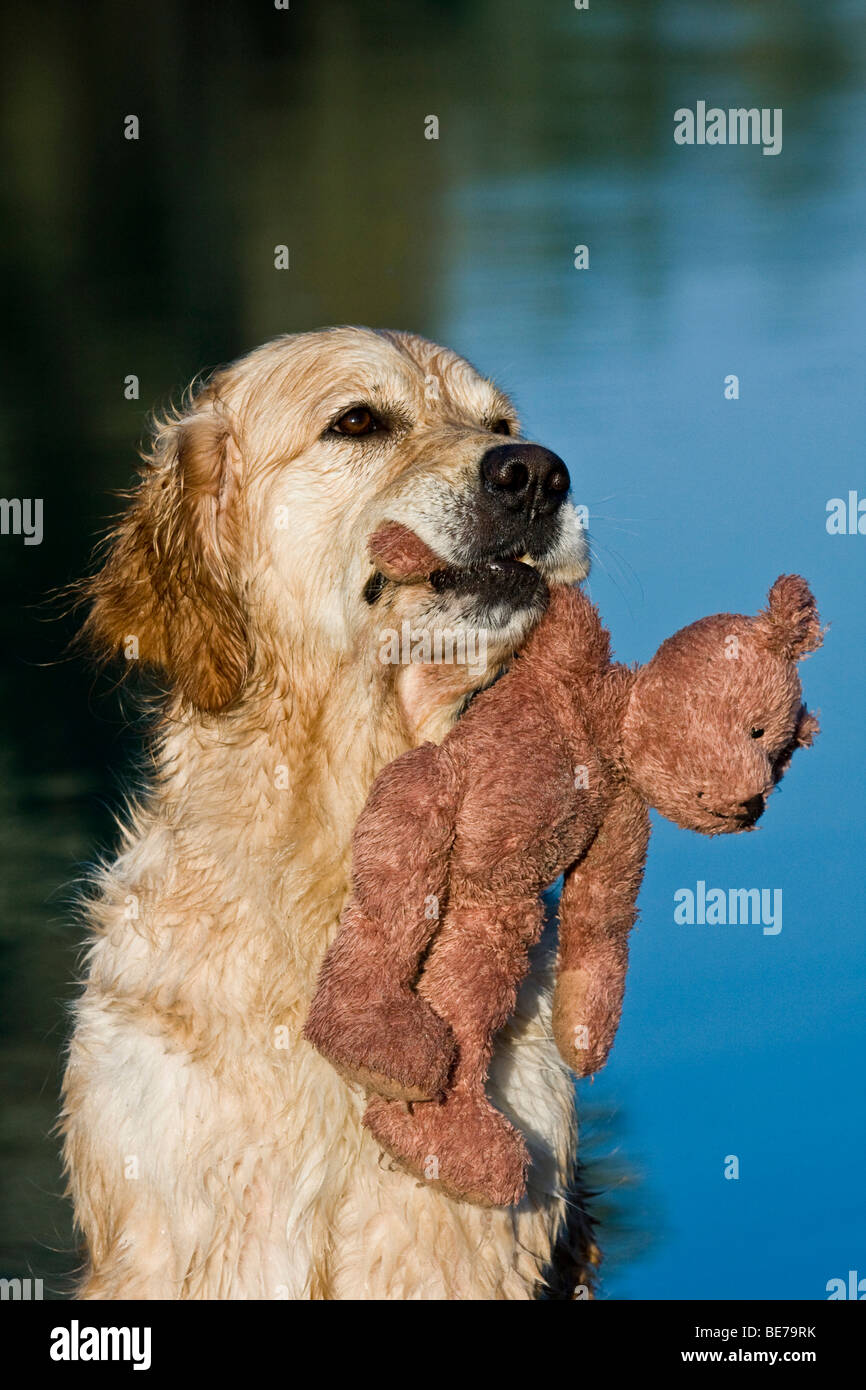 Golden retriever mit teddybär hi-res stock photography and images - Alamy