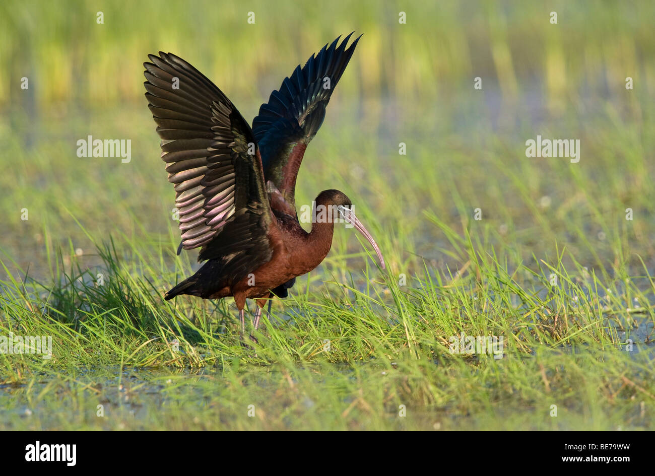 Glossy Ibis (Plegadis falcinellus Stock Photo - Alamy