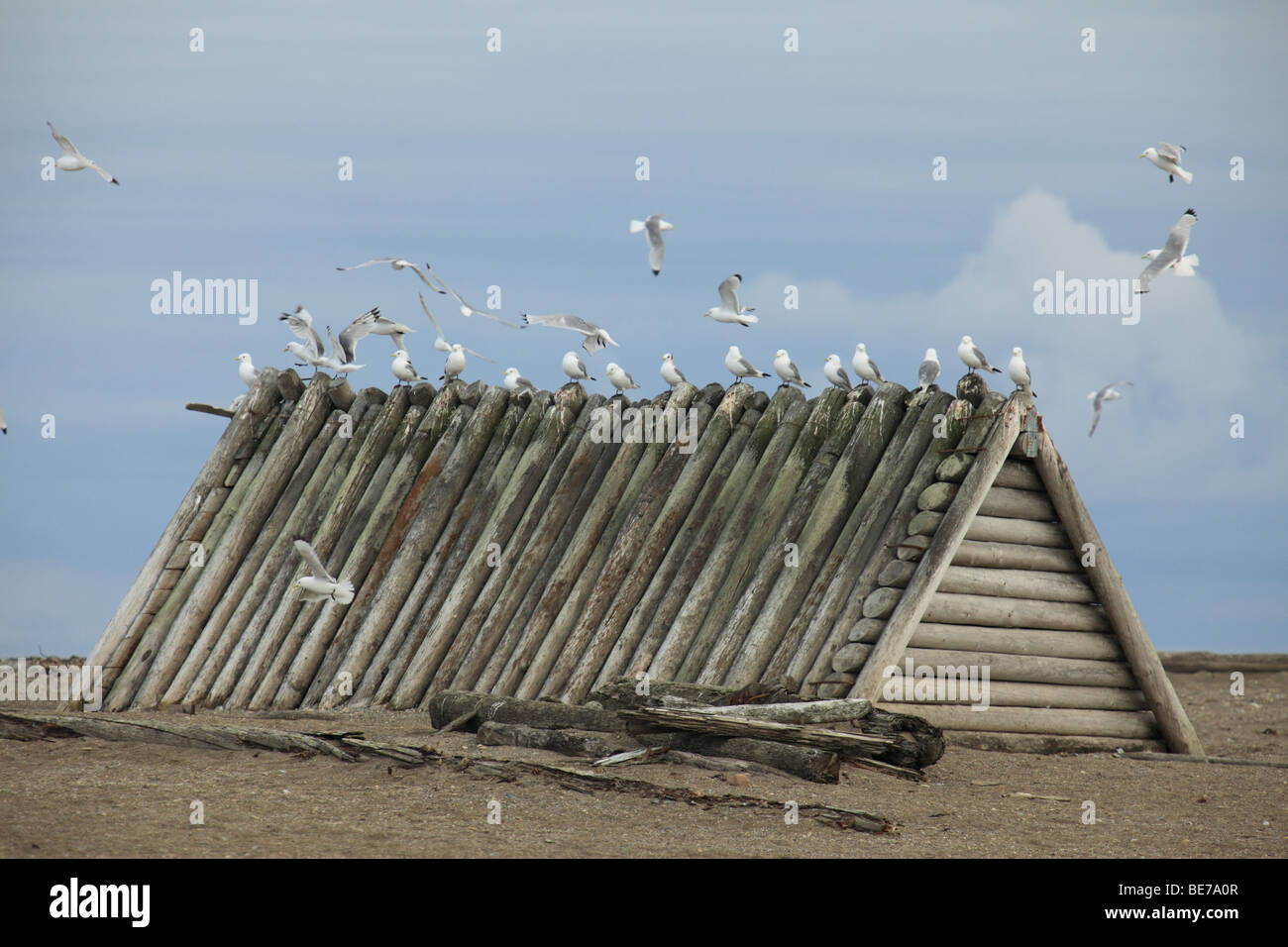 Birds Sitting on a wooden structure Stock Photo - Alamy