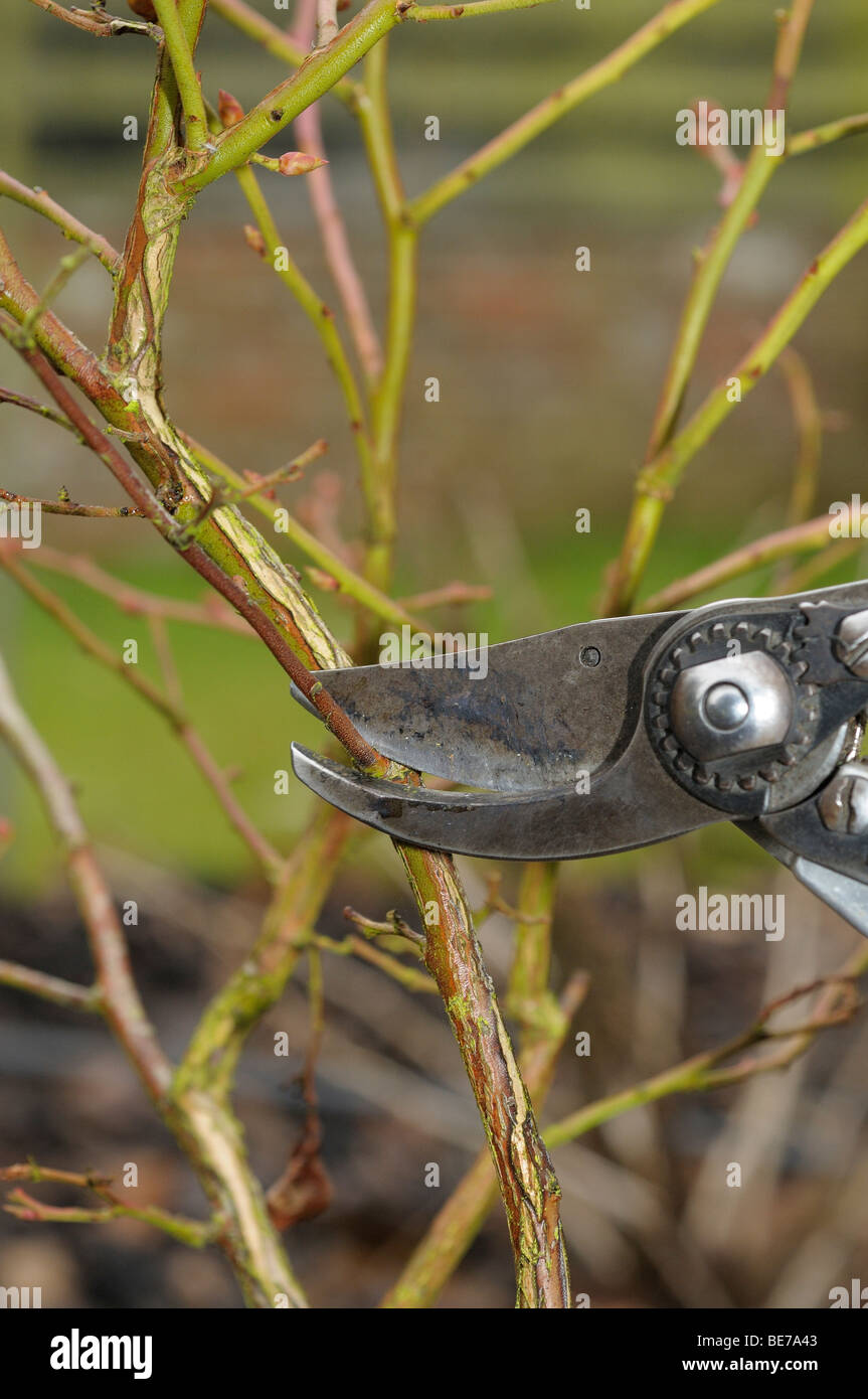 Pruning a Blueberry plant Stock Photo - Alamy