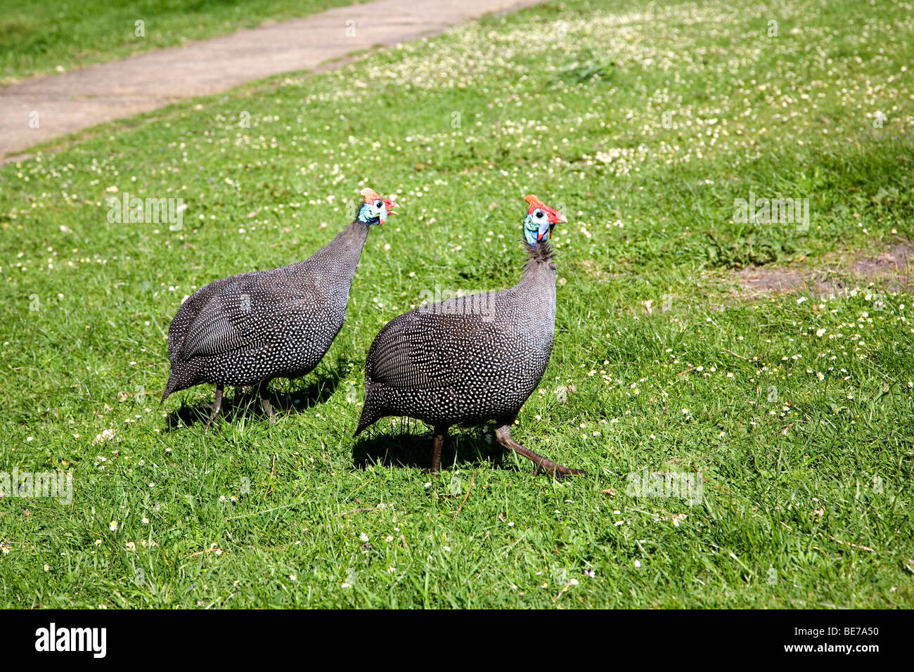 Two guinea fowls Stock Photo - Alamy