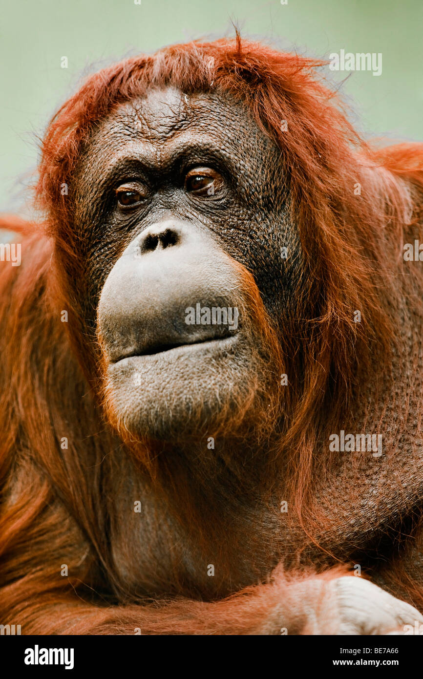 Bornean Orangutan (Pongo pygmaeus Stock Photo - Alamy