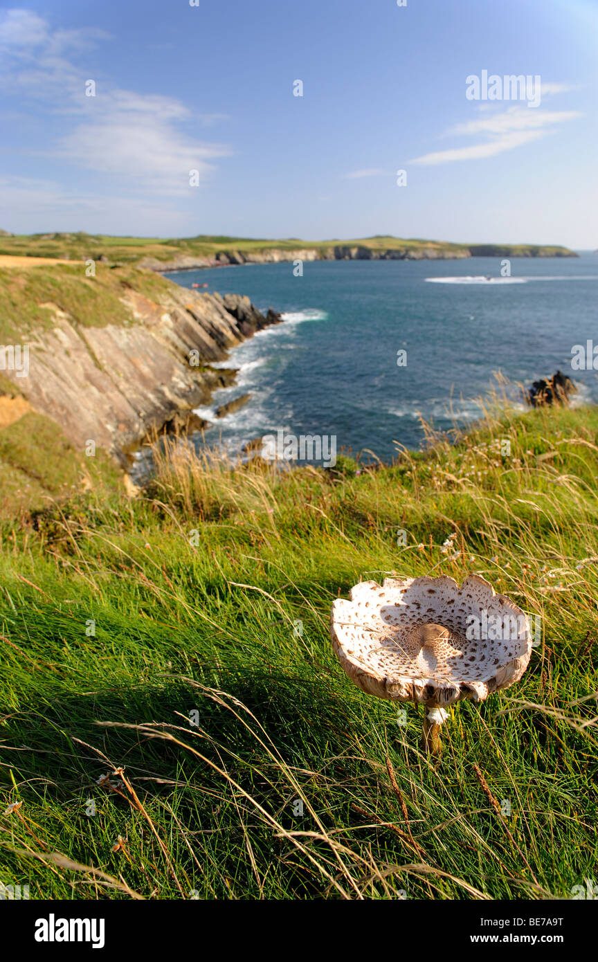 Pembrokeshire coast and Ramsey Sound Stock Photo - Alamy