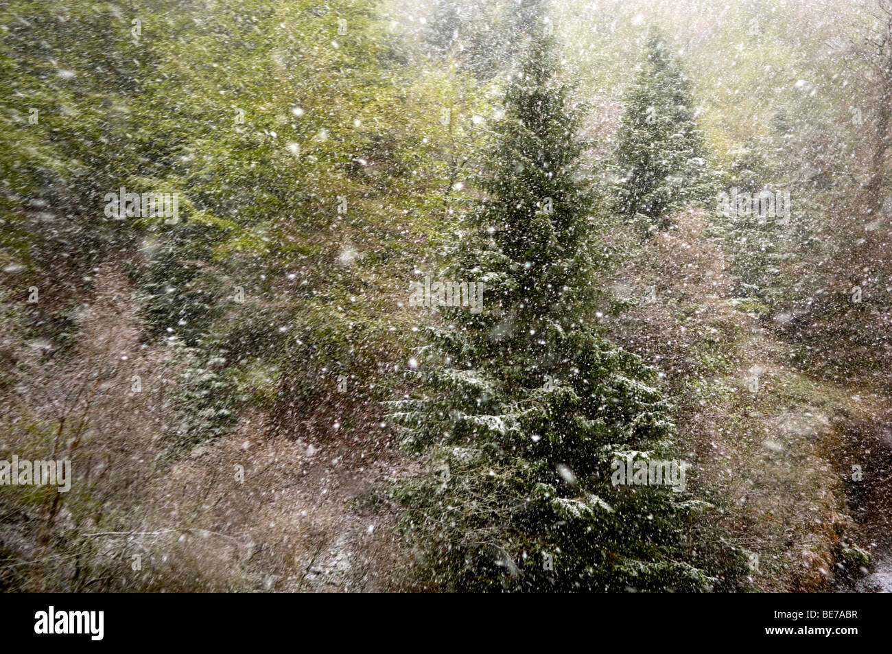 Falling trees storm hi-res stock photography and images - Alamy