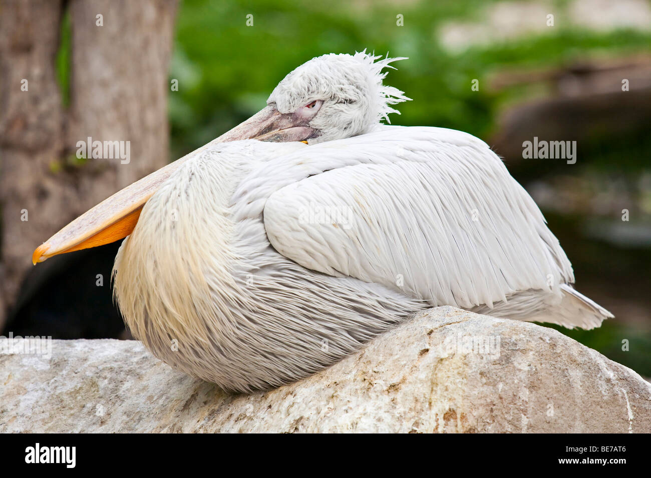 Pink backed pelican birds hi-res stock photography and images - Alamy