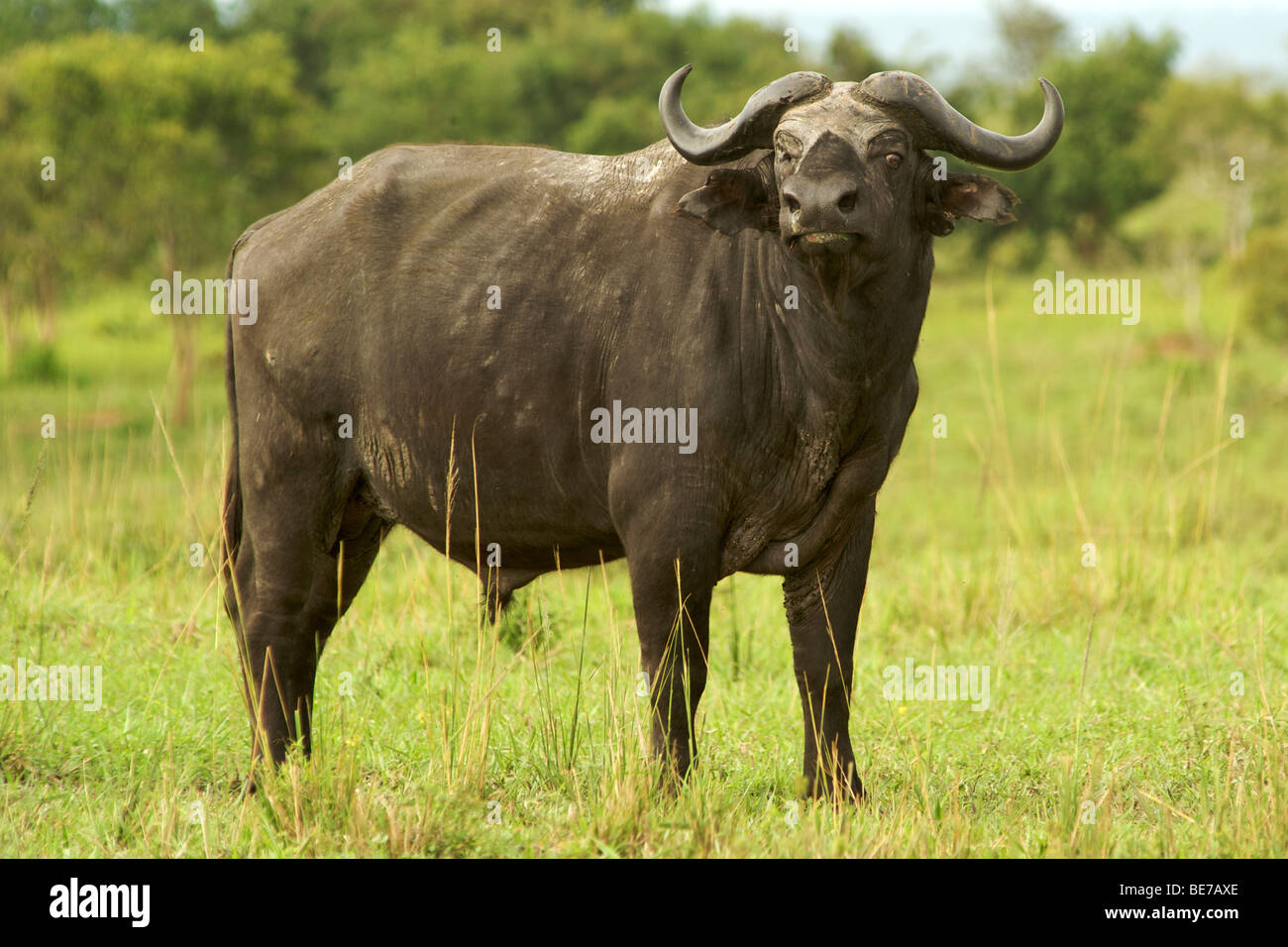 Murchison buffalo hi-res stock photography and images - Alamy