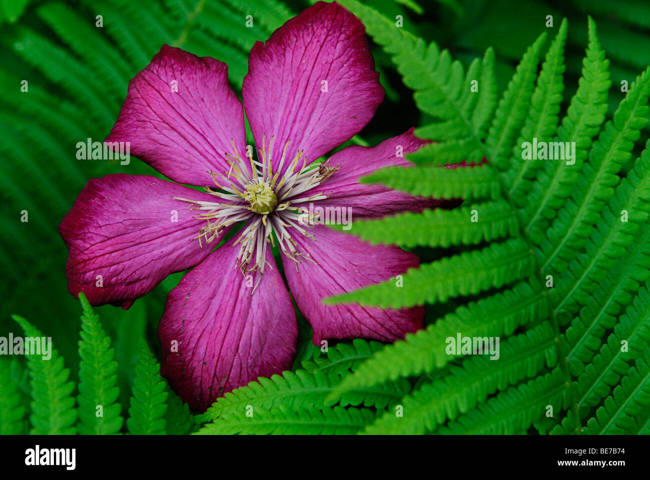 Clematis blossom (Clematis) with fern (Dryopteris Stock Photo - Alamy