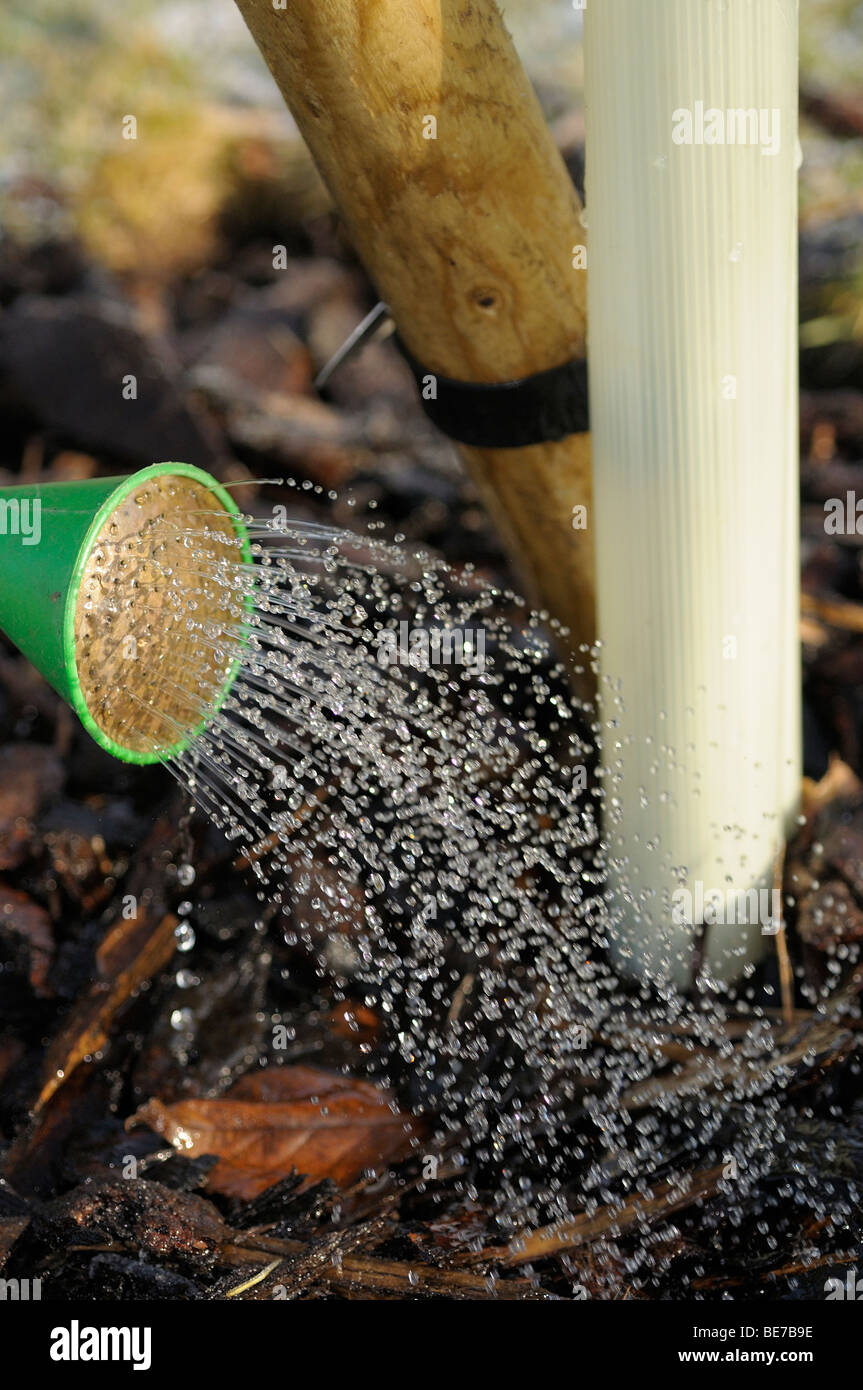 Base of fruit tree hi-res stock photography and images - Alamy