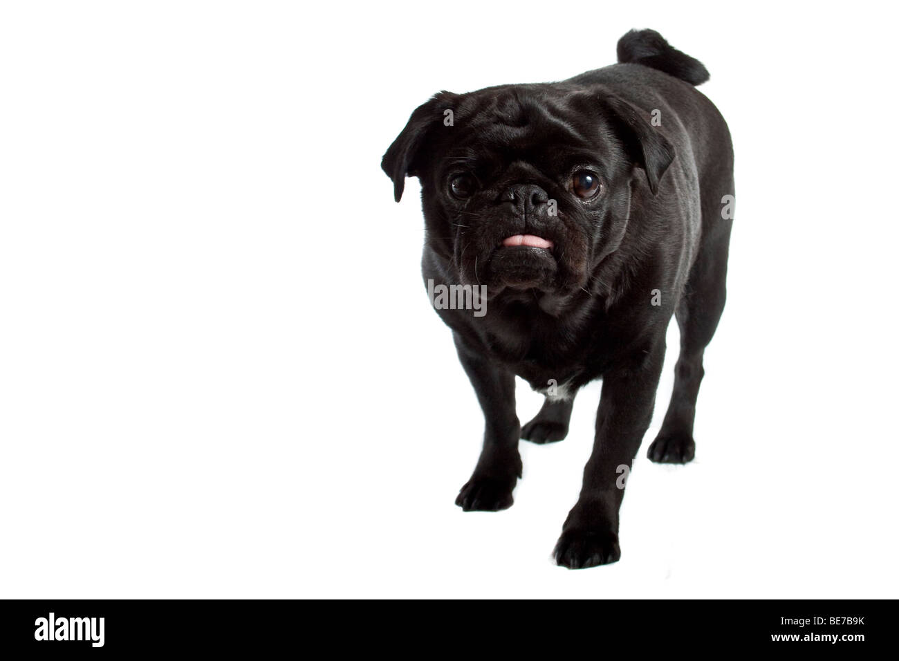 Squashed face dog Cut Out Stock Images & Pictures - Alamy