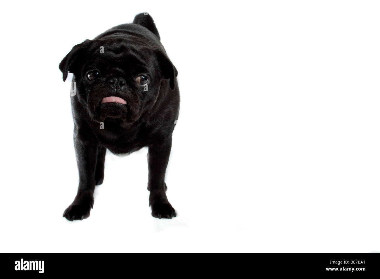 Fed up looking Pug Stock Photo - Alamy