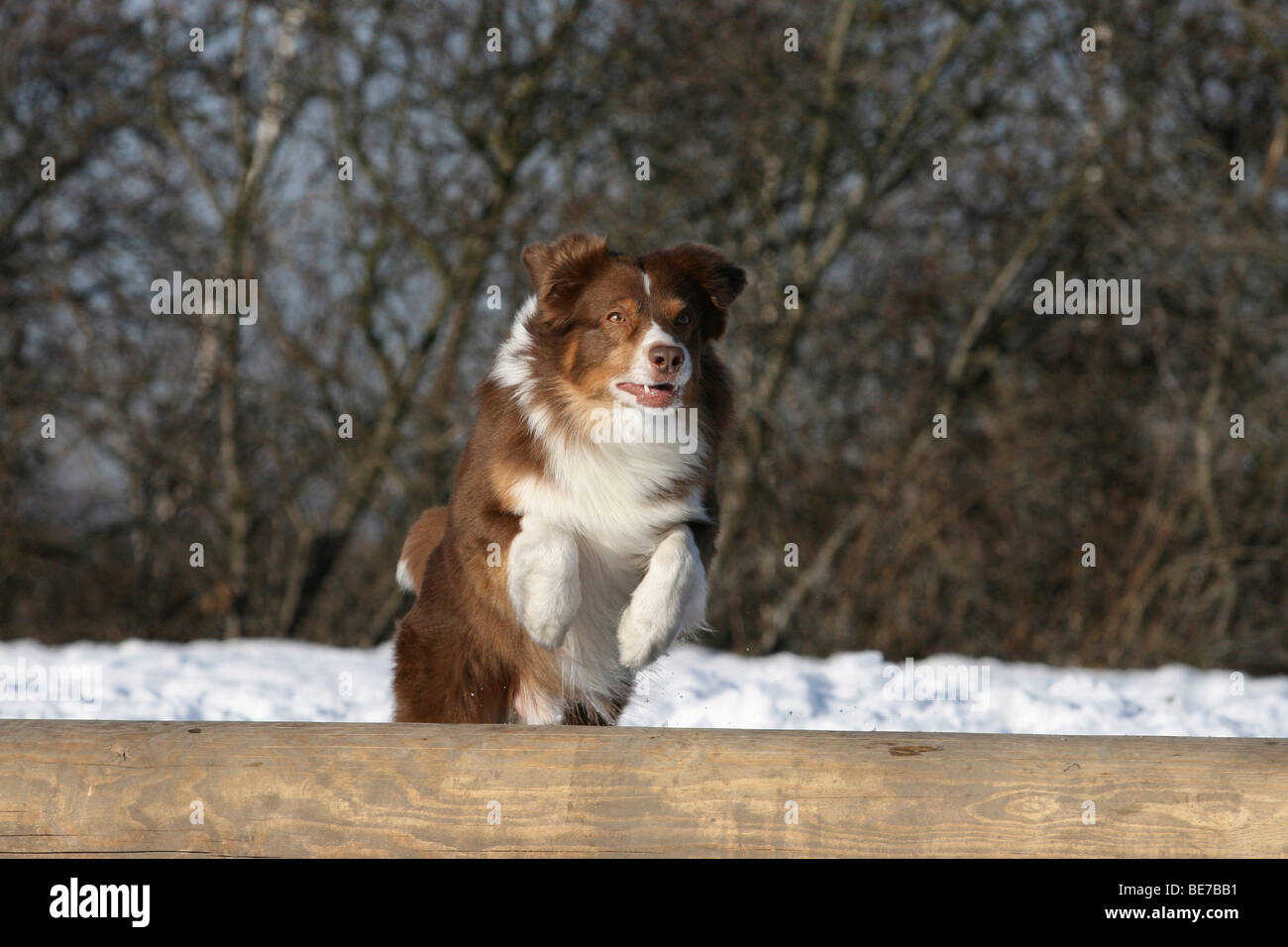 Australian Shepherd jumping over tree trunk Stock Photo - Alamy