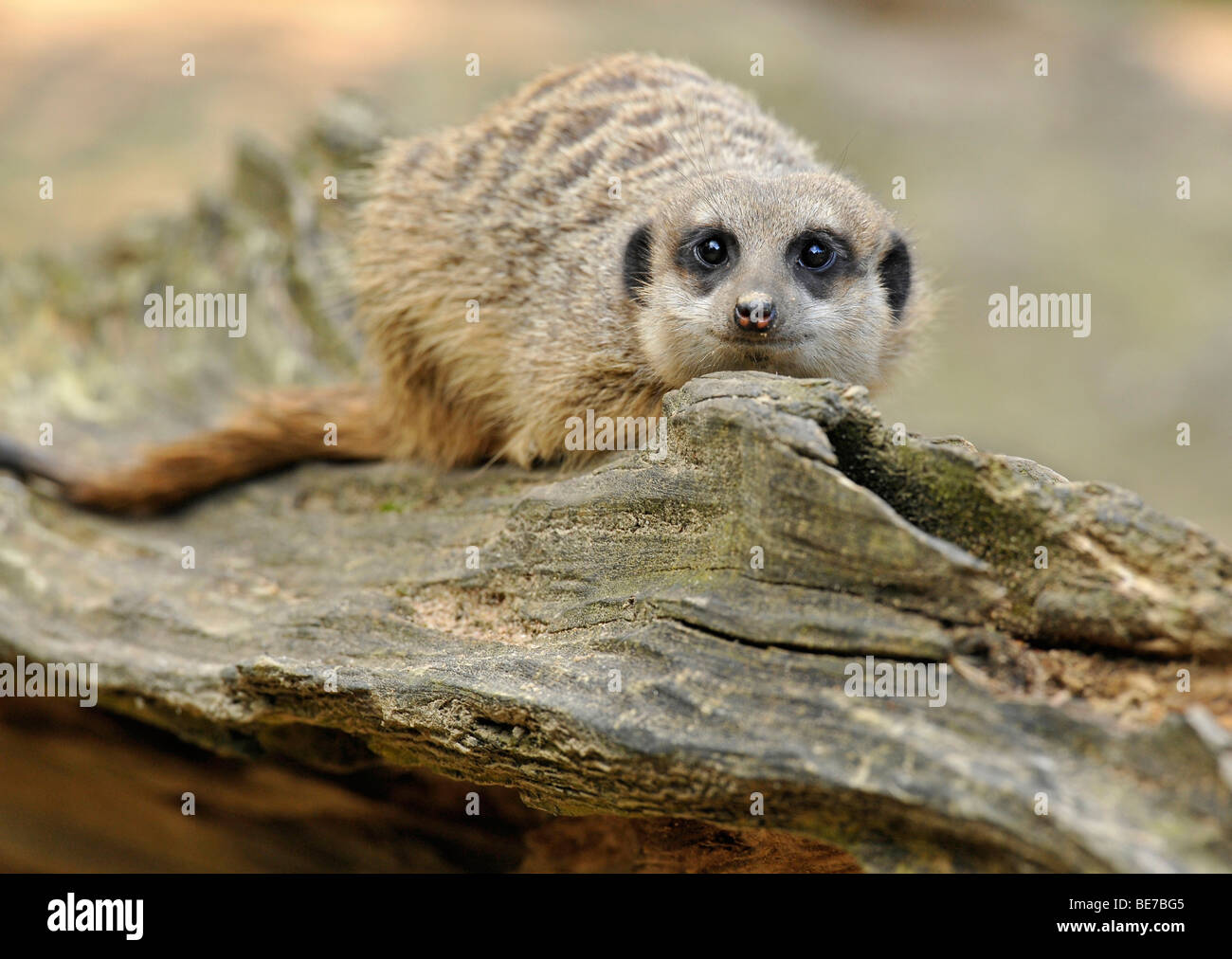 Mangusten hi-res stock photography and images - Alamy