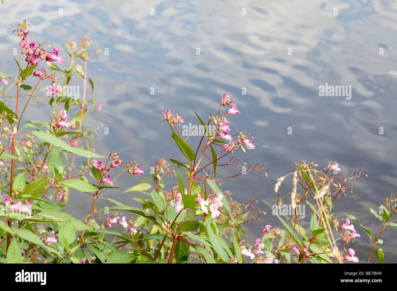 Himalayan Balsam Seed Pods High Resolution Stock Photography and Images ...