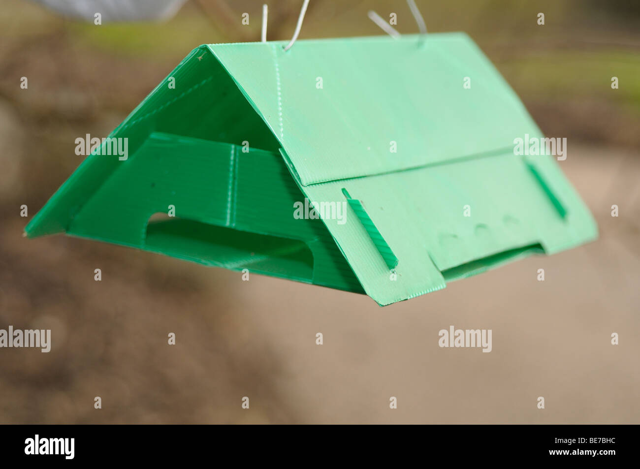 Codling Moth pheromone trap Stock Photo - Alamy