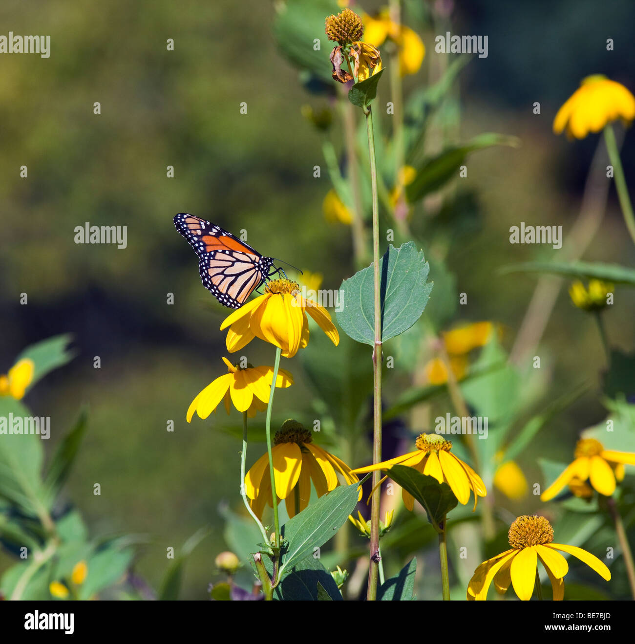 Monarch butterfly cone flowers hi-res stock photography and images - Alamy