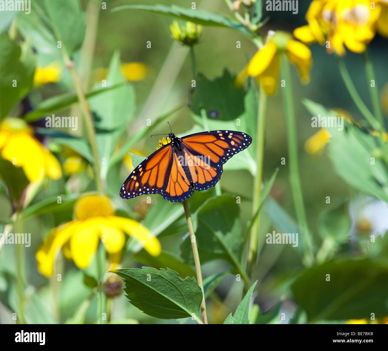 Monarch butterfly cone flowers hi-res stock photography and images - Alamy