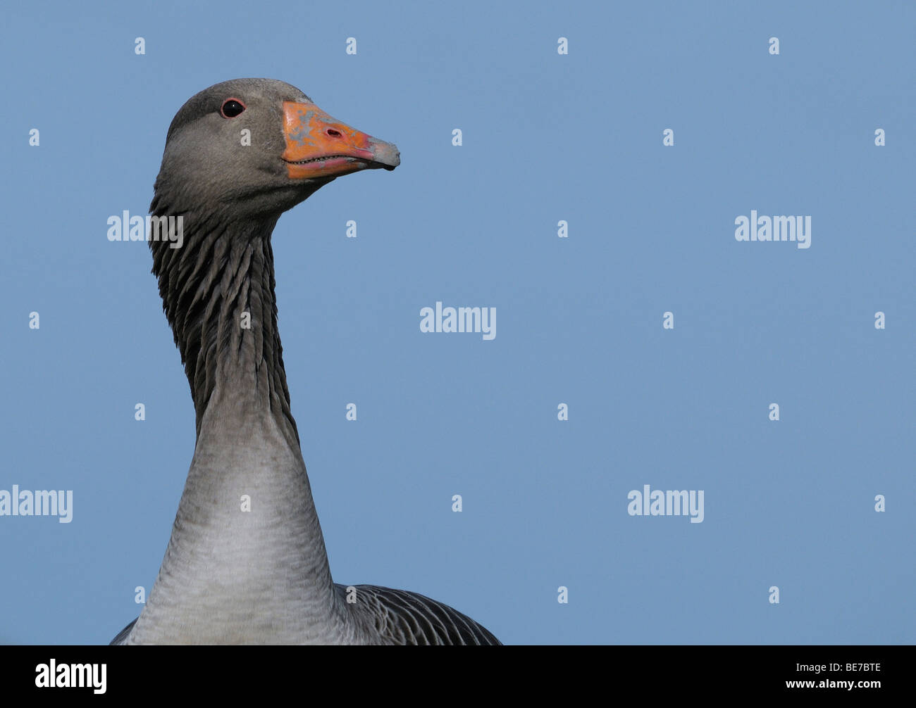 Head shot of goose hi-res stock photography and images - Alamy