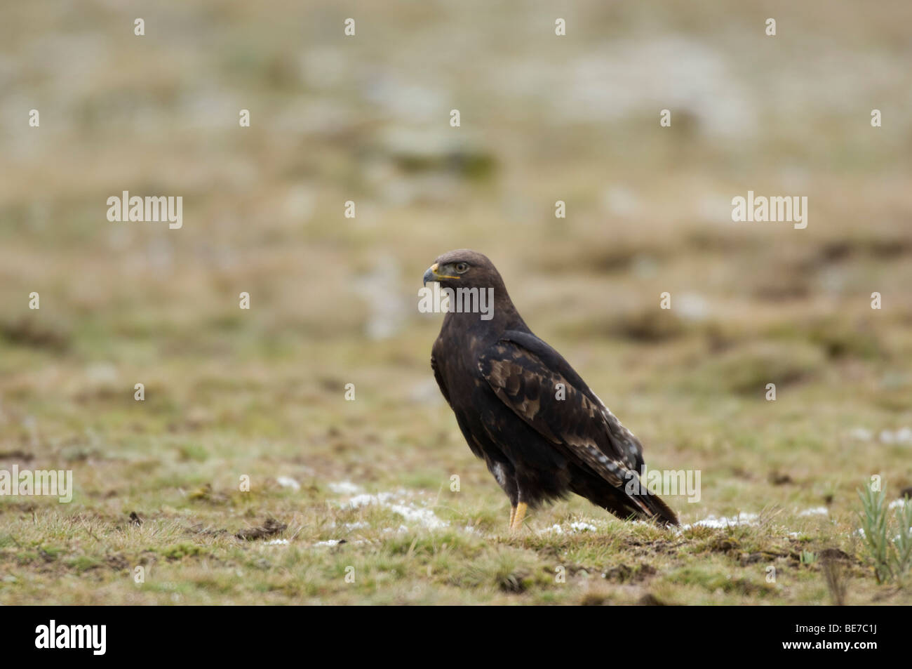 Augur buzzard (Buteo augur), Sanetti plateau, Bale Mountains National ...