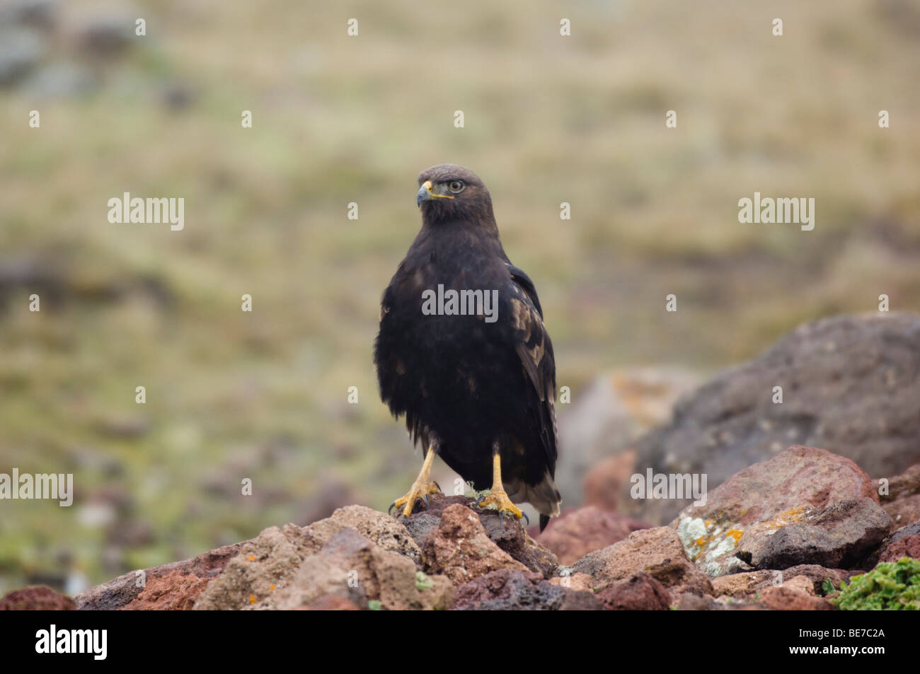 Augur buzzard (Buteo augur), Sanetti plateau, Bale Mountains National ...