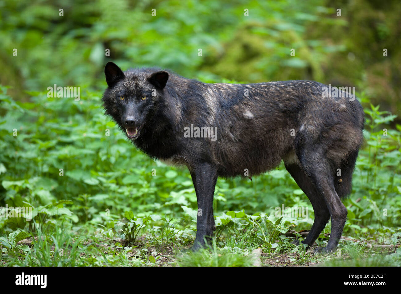 Black Eastern Wolf