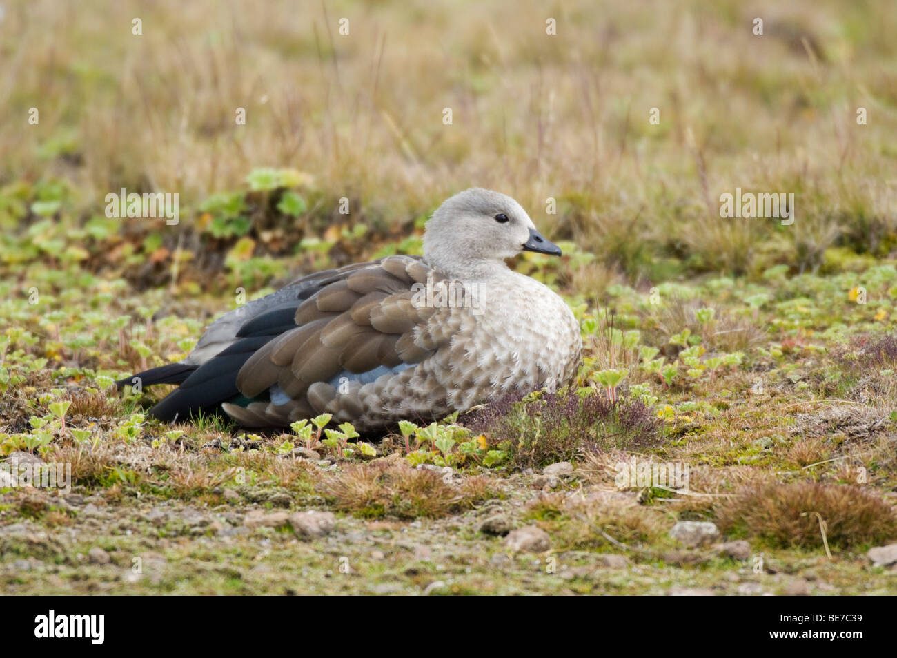 Blue-winged goose (Cyanochen cyanoptera), Sanetti plateau, Bale ...
