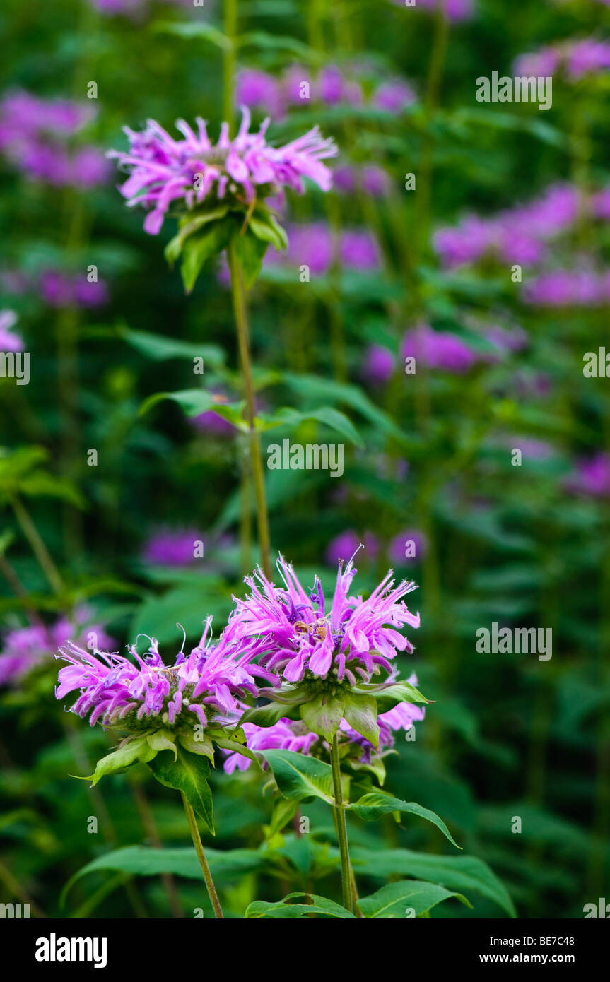 Eastern Blazing Star flowers (Liatris Stock Photo - Alamy
