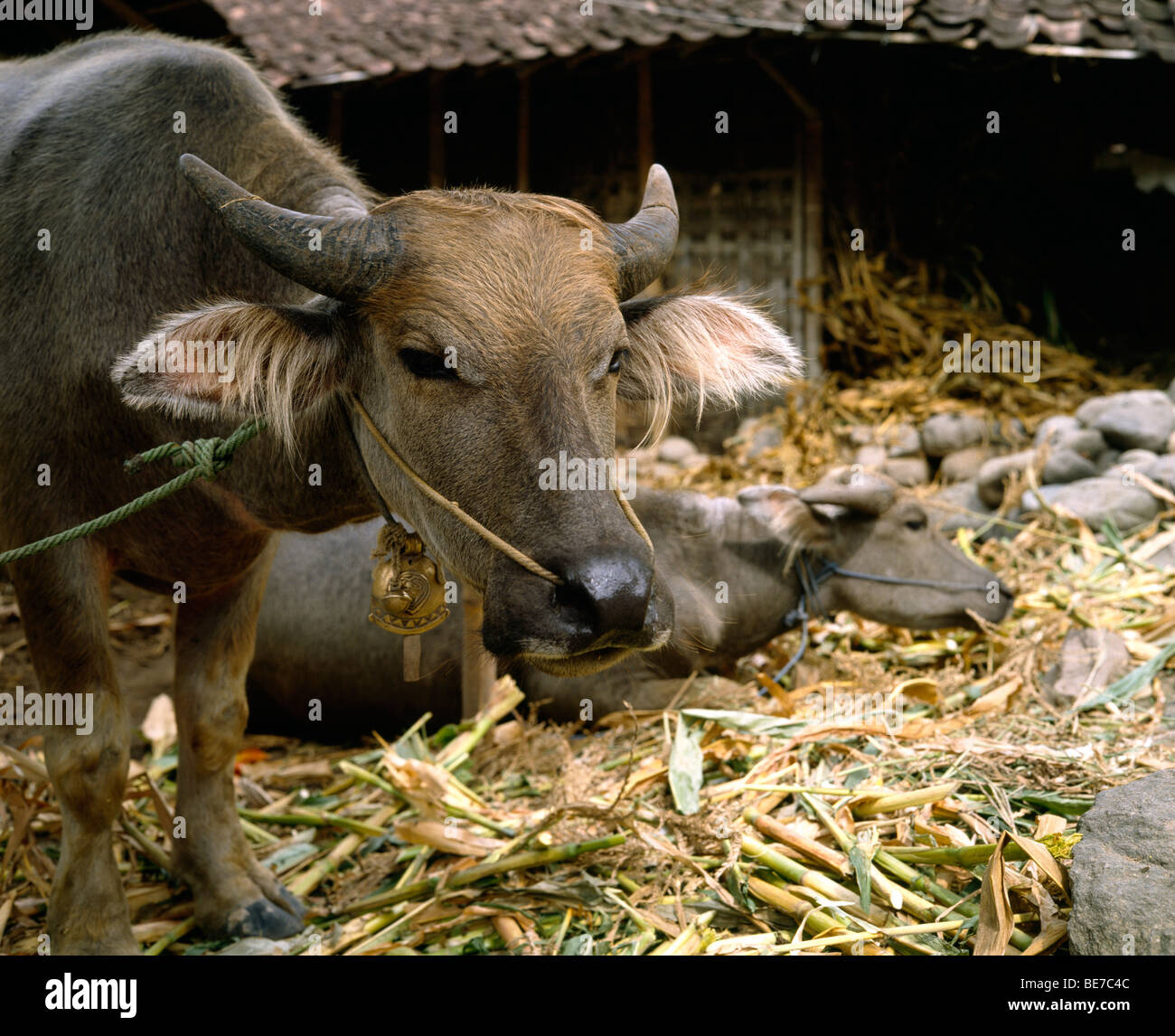 A work Buffalo in a pen. Nr Mount Merapi, Java Stock Photo - Alamy