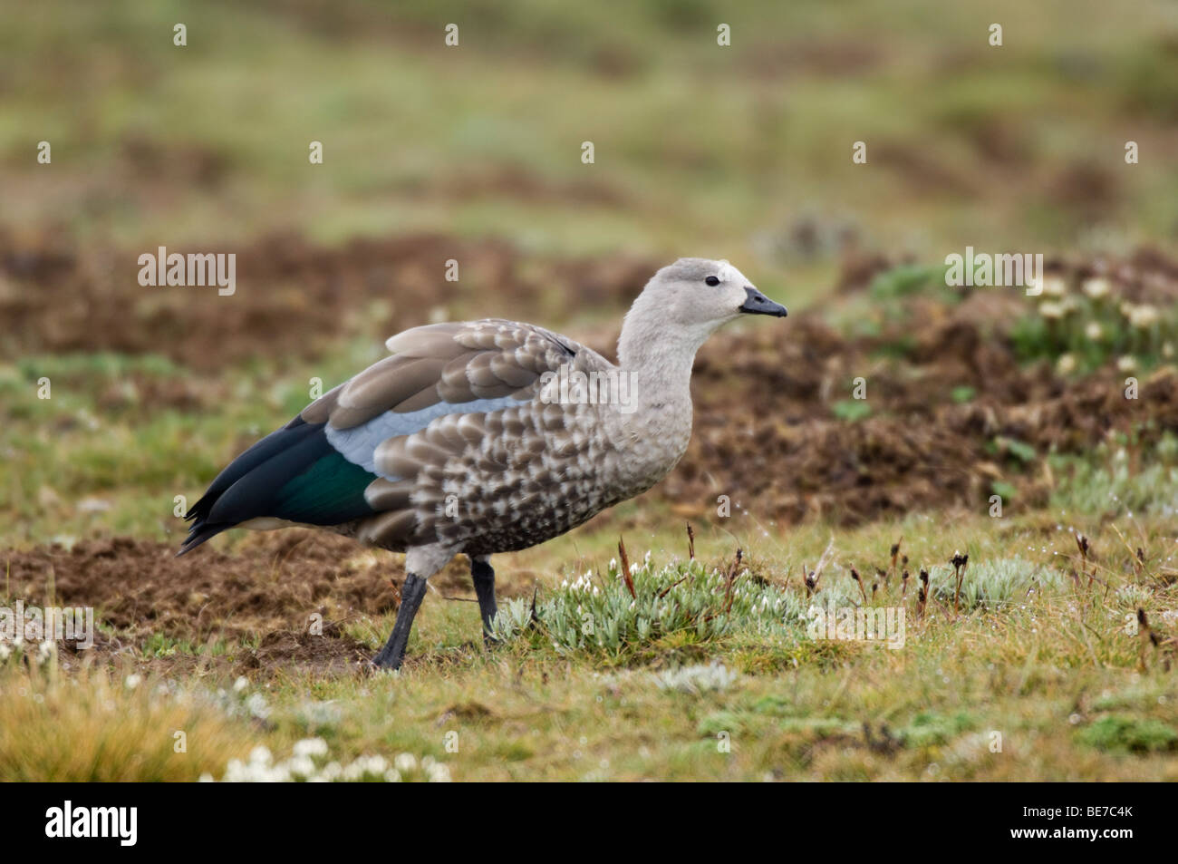 Blue-winged goose (Cyanochen cyanoptera), Sanetti plateau, Bale ...