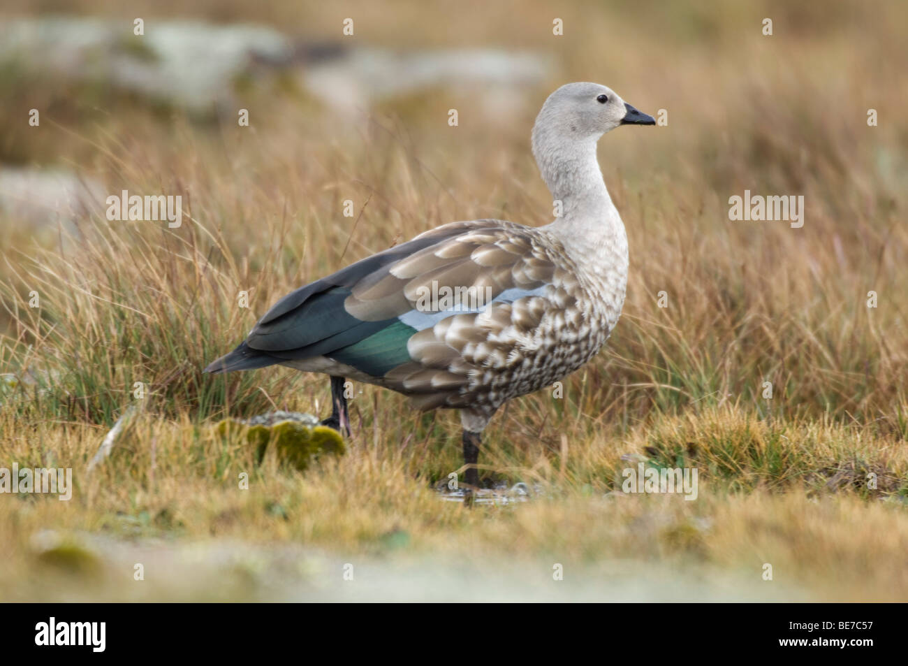 Blue-winged goose (Cyanochen cyanoptera), Sanetti plateau, Bale ...