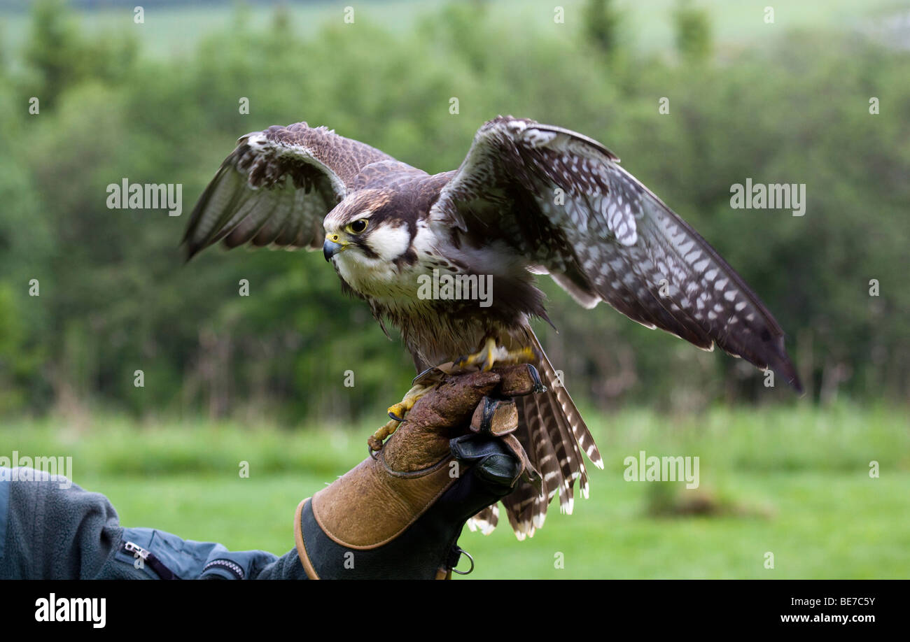 Laggarfalke hi-res stock photography and images - Alamy
