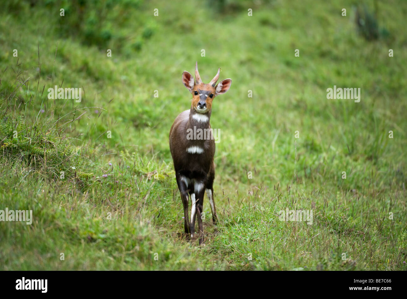 Menelik's bushbuck (Tragelaphus scriptus meneliki), Dinsho, Bale ...