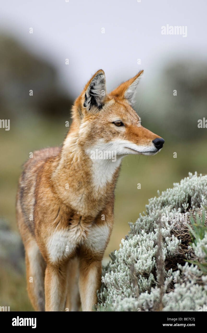 Ethiopian wolf (Canis simensis), Sanetti Plateau, Bale Mountains ...
