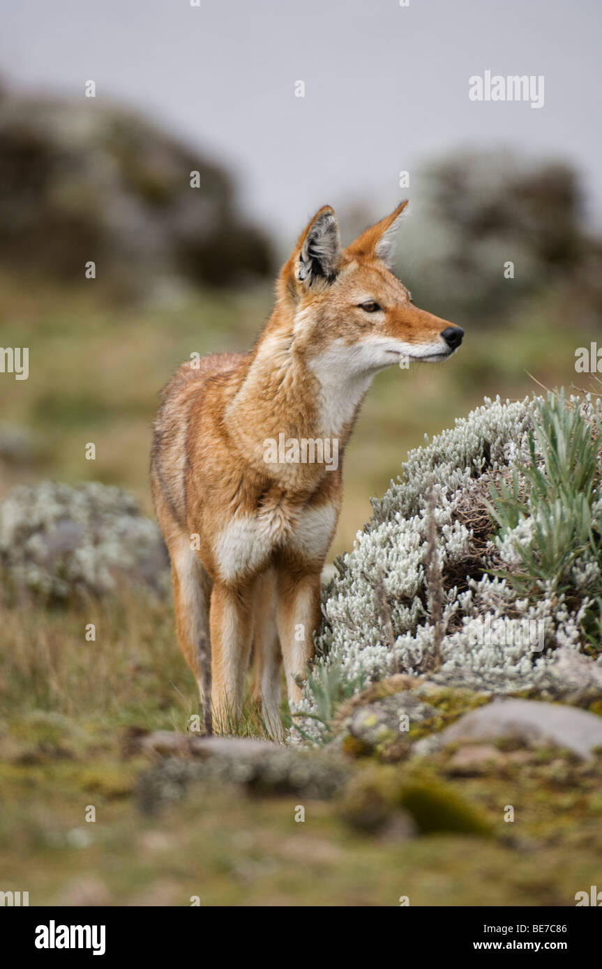 Ethiopian wolf (Canis simensis), Sanetti Plateau, Bale Mountains ...