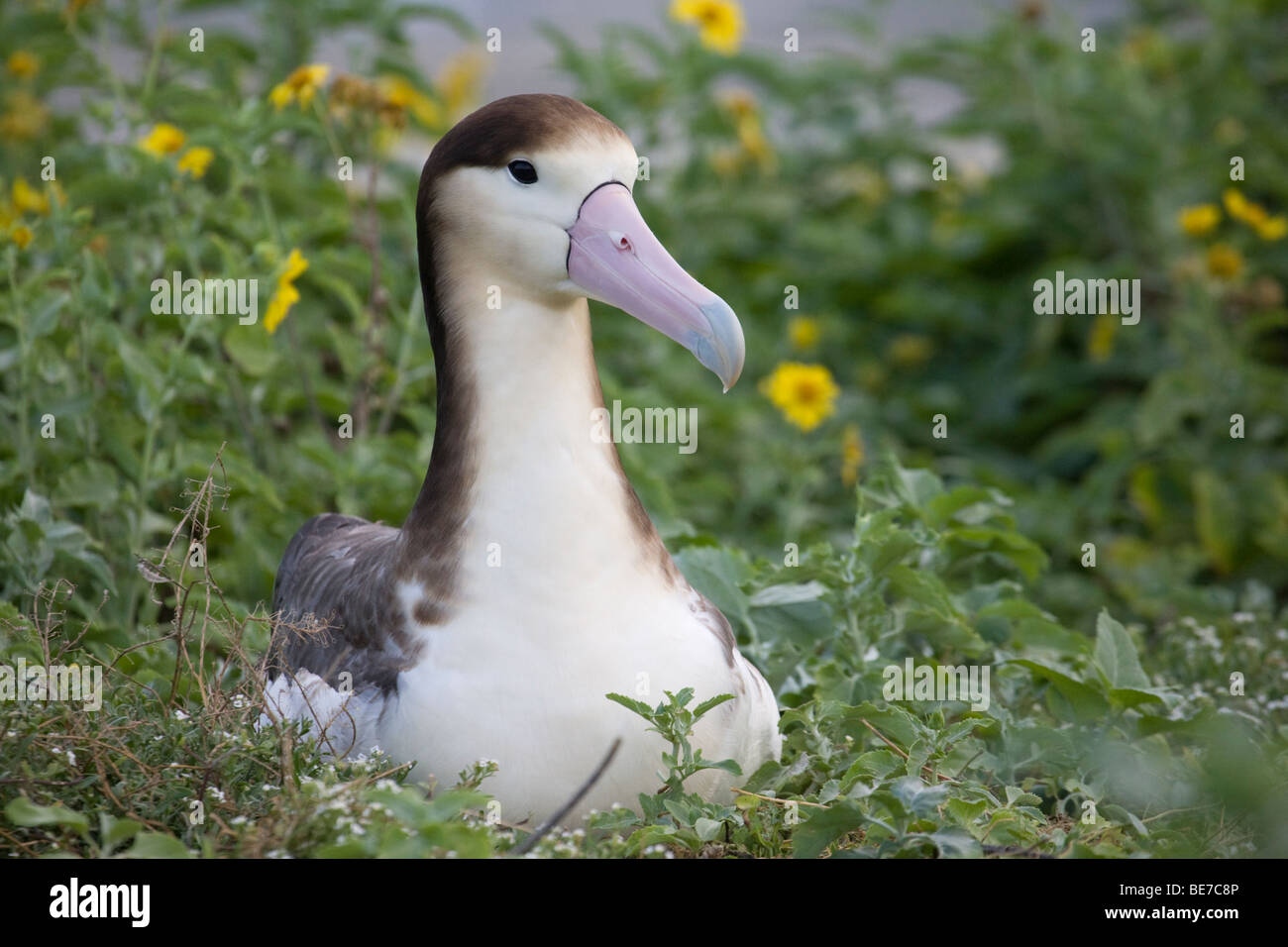 Juvenile Short-tailed Albatross, Phoebastria albatrus, on Midway Atoll ...