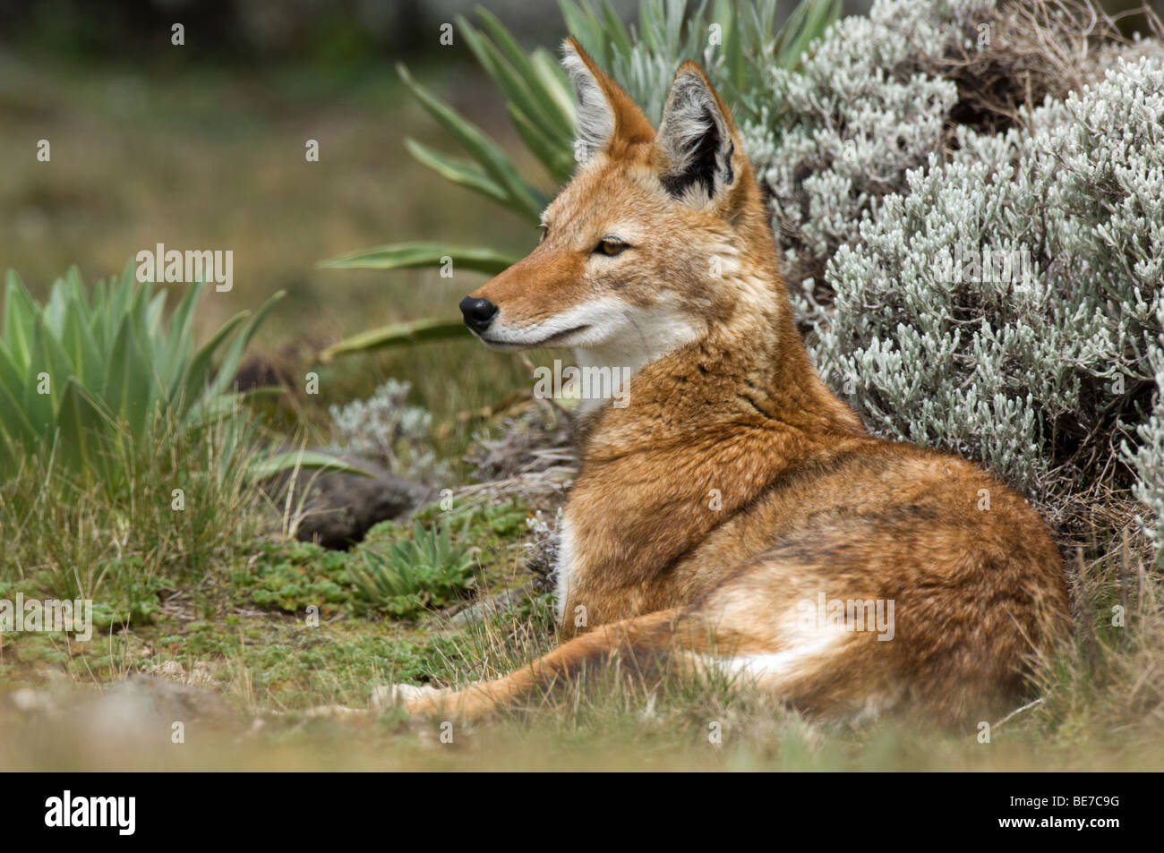 Ethiopian wolf (Canis simensis), Sanetti Plateau, Bale Mountains ...
