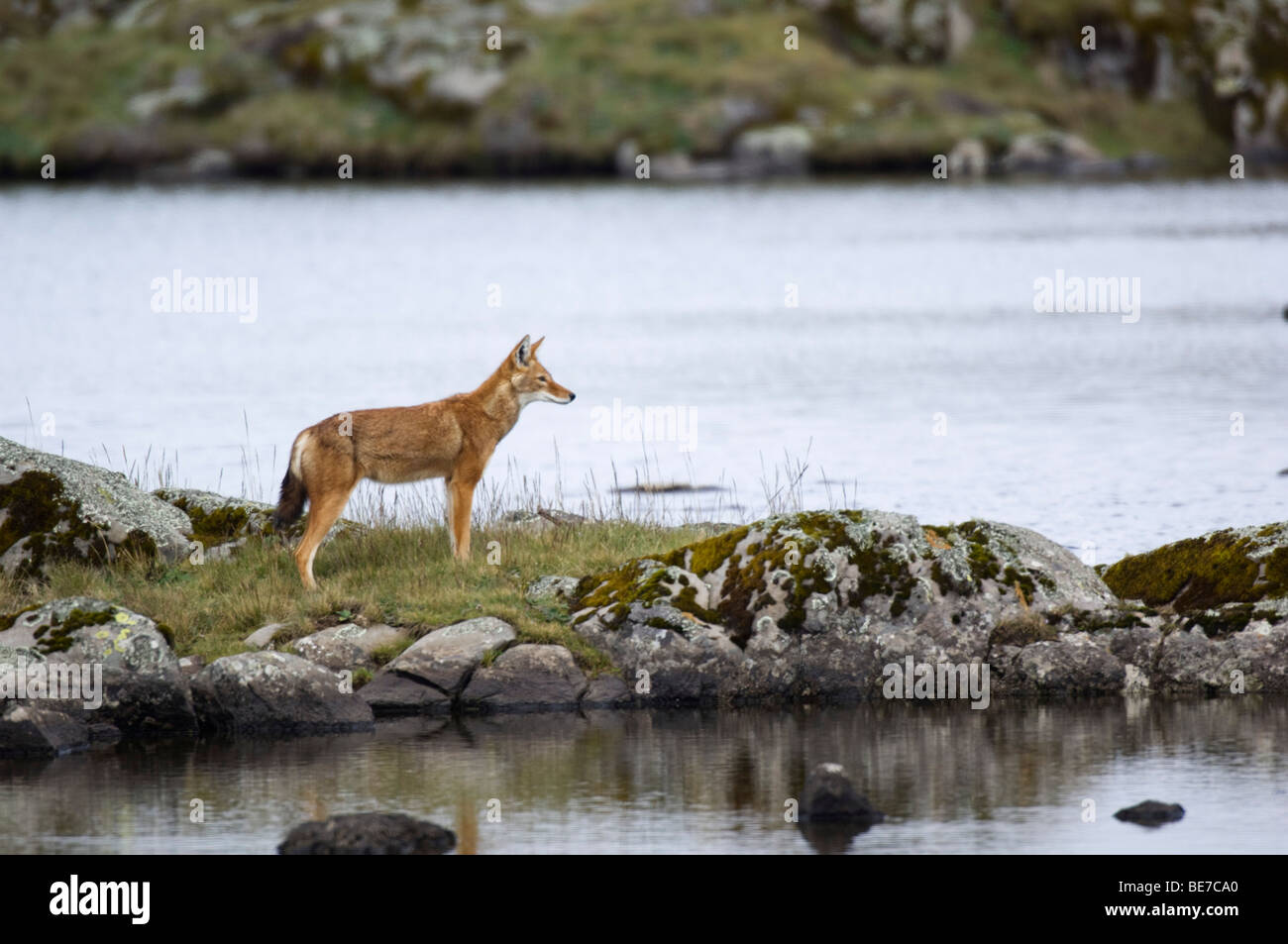 Ethiopian wolf (Canis simensis), Sanetti Plateau, Bale Mountains ...