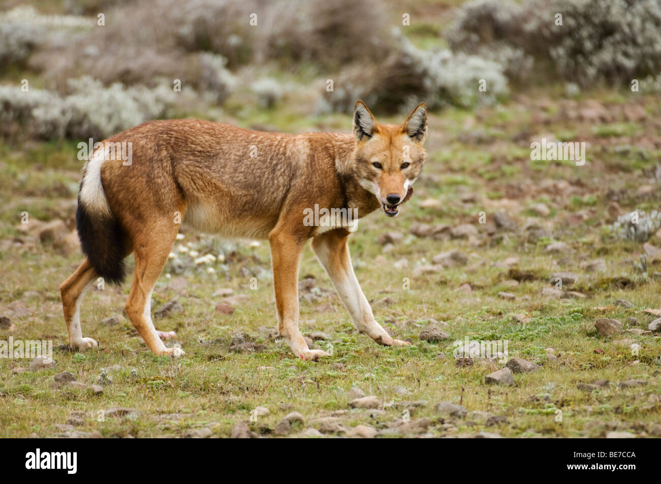 Ethiopian wolf (Canis simensis) eating a mole rat, Sanetti Plateau ...