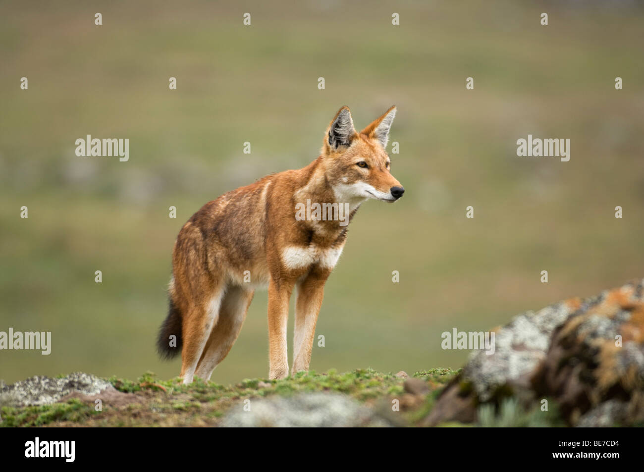 Ethiopian wolf (Canis simensis), Sanetti Plateau, Bale Mountains ...