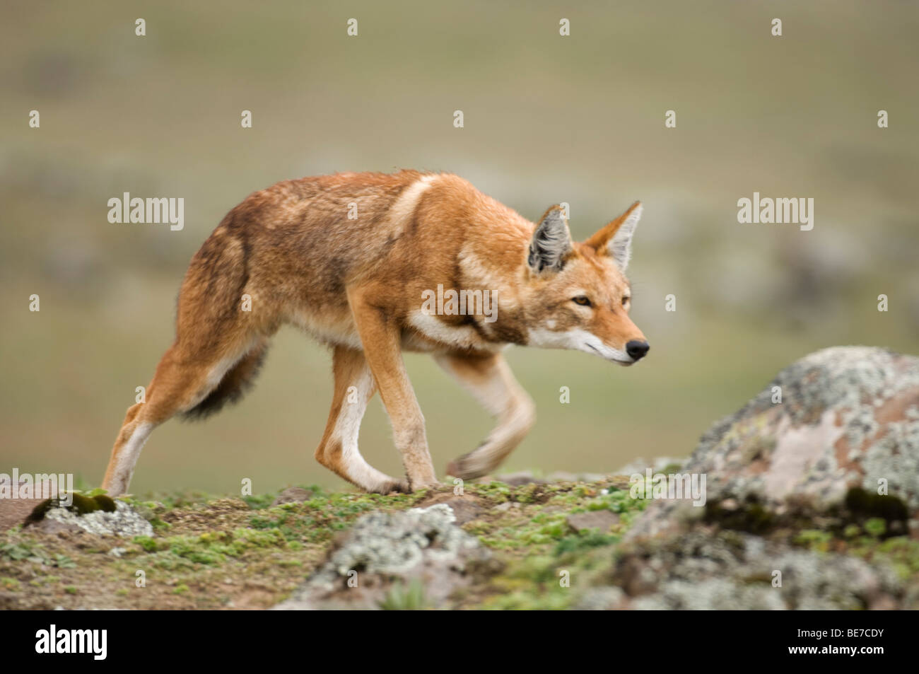 Ethiopian wolf (Canis simensis) hunting, Sanetti Plateau, Bale ...