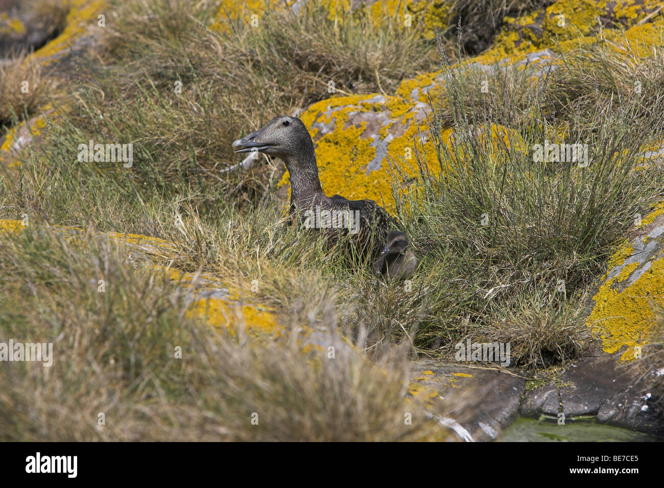 Common Eider Somateria mollissima female with newly hatched chick at ...